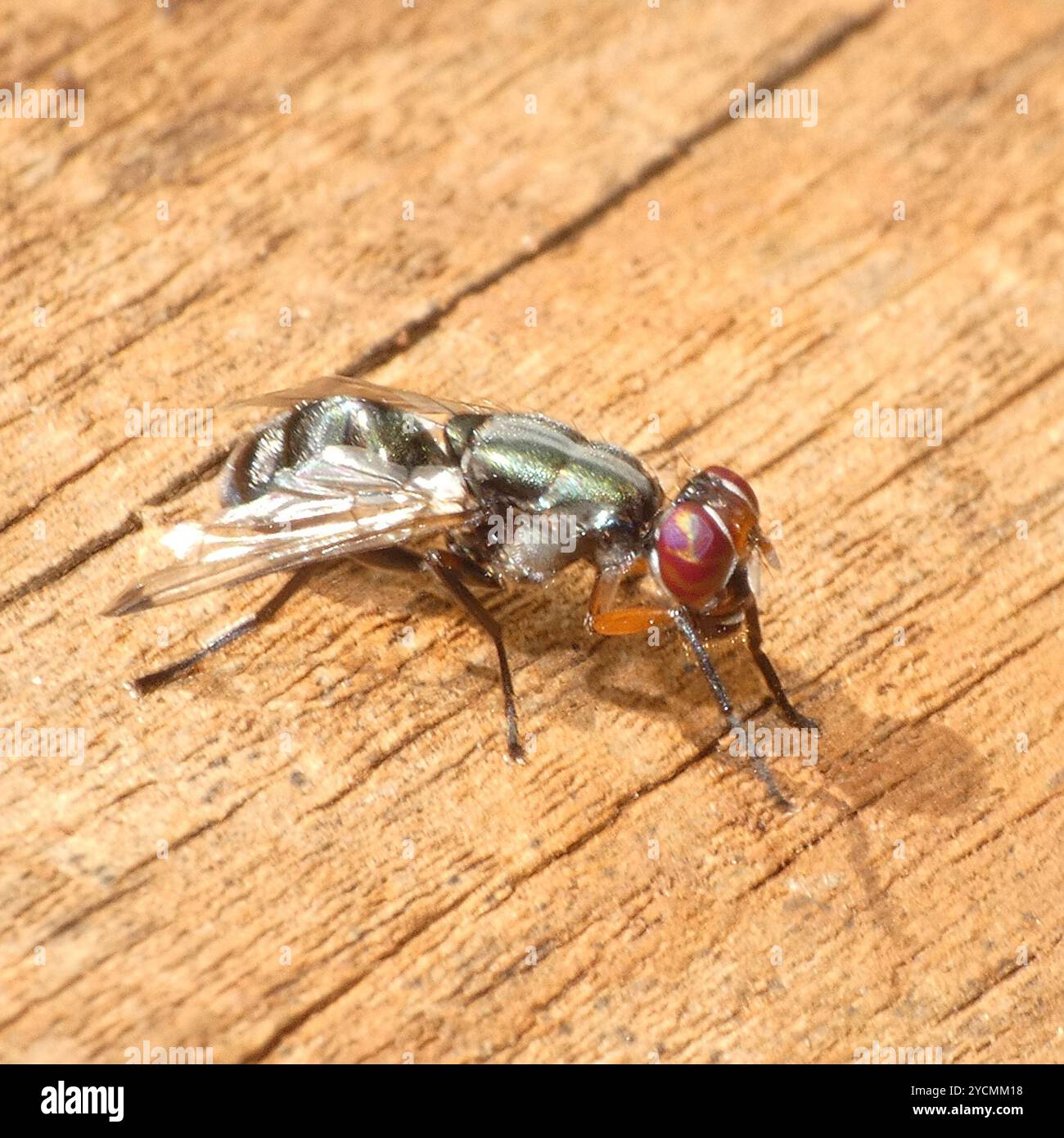 Signal Flies (Platystomatidae) Insecta Stock Photo - Alamy