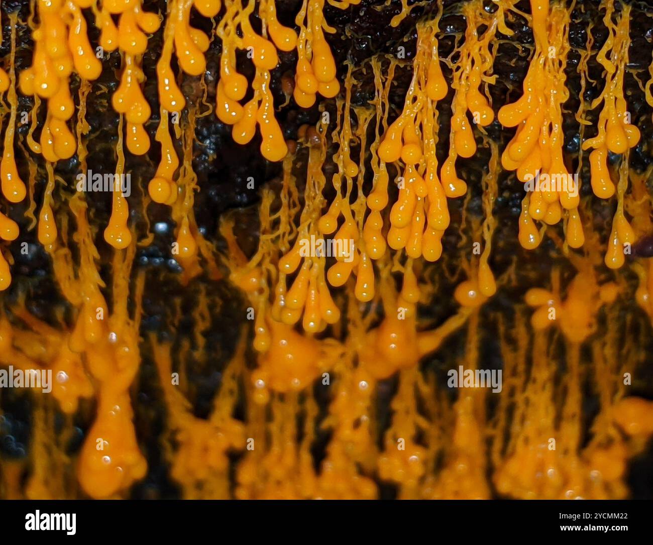 Badhamia utricularis hi-res stock photography and images - Alamy