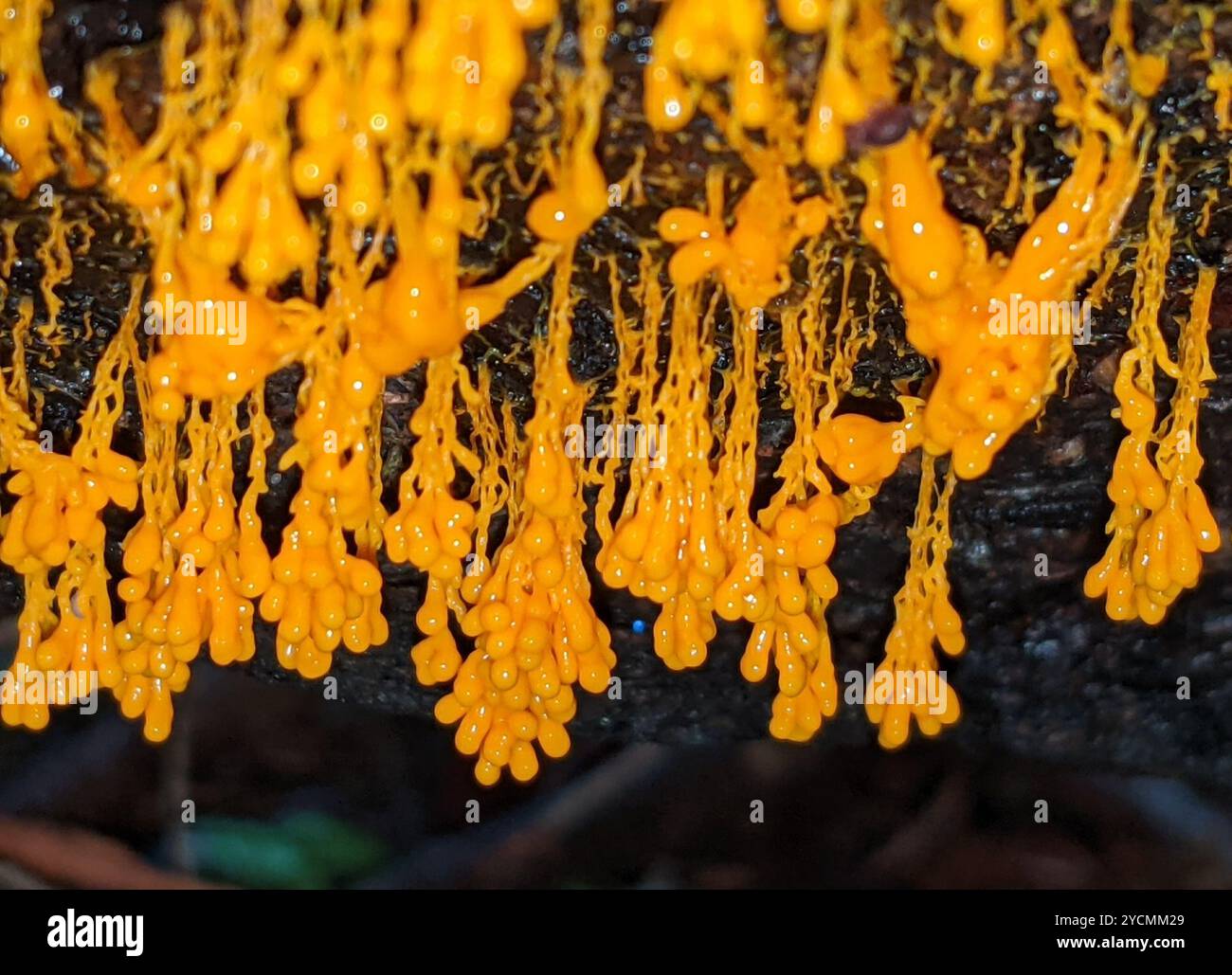(Badhamia utricularis) Protozoa Stock Photo - Alamy