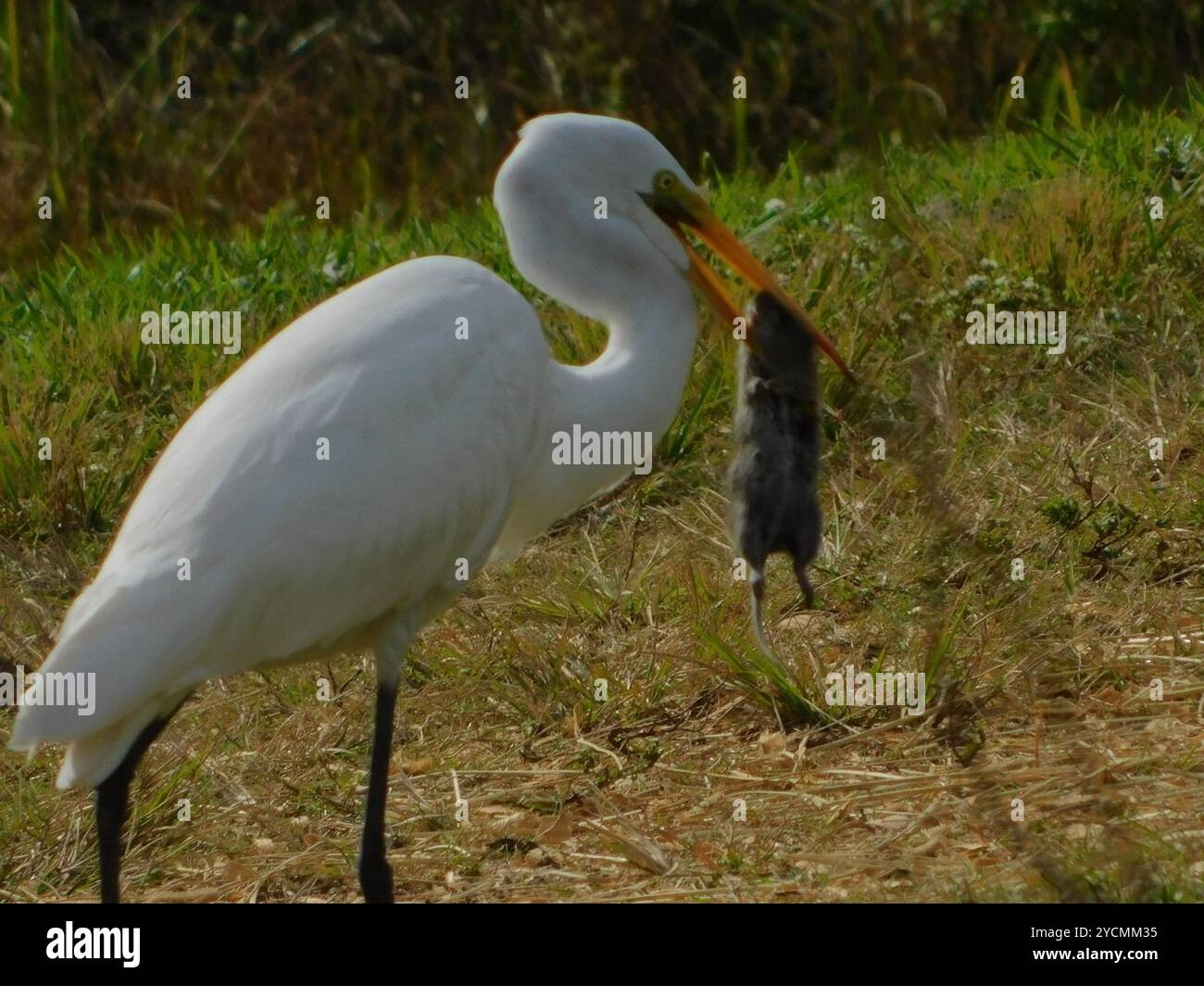 Hispid Cotton Rat (Sigmodon hispidus) Mammalia Stock Photo - Alamy