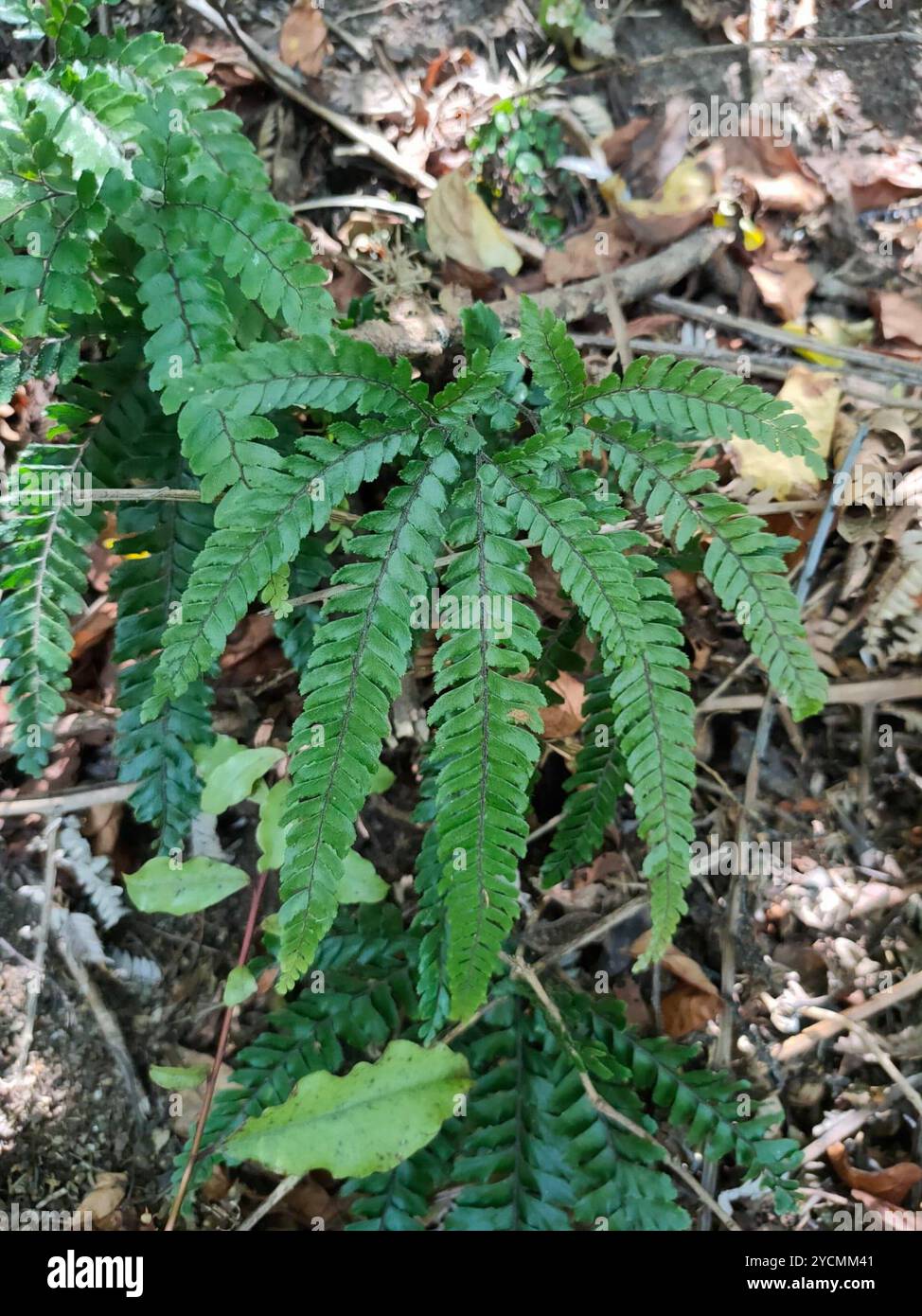 Rough Maidenhair Fern (Adiantum hispidulum) Plantae Stock Photo - Alamy