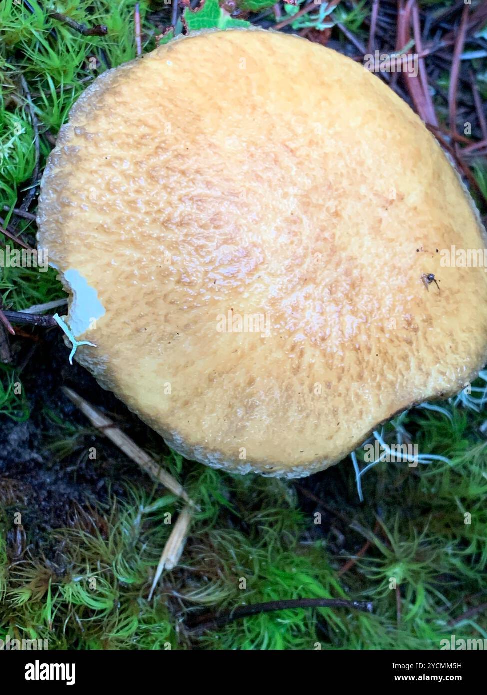 Blue-staining Slippery Jack (Suillus tomentosus) Fungi Stock Photo - Alamy