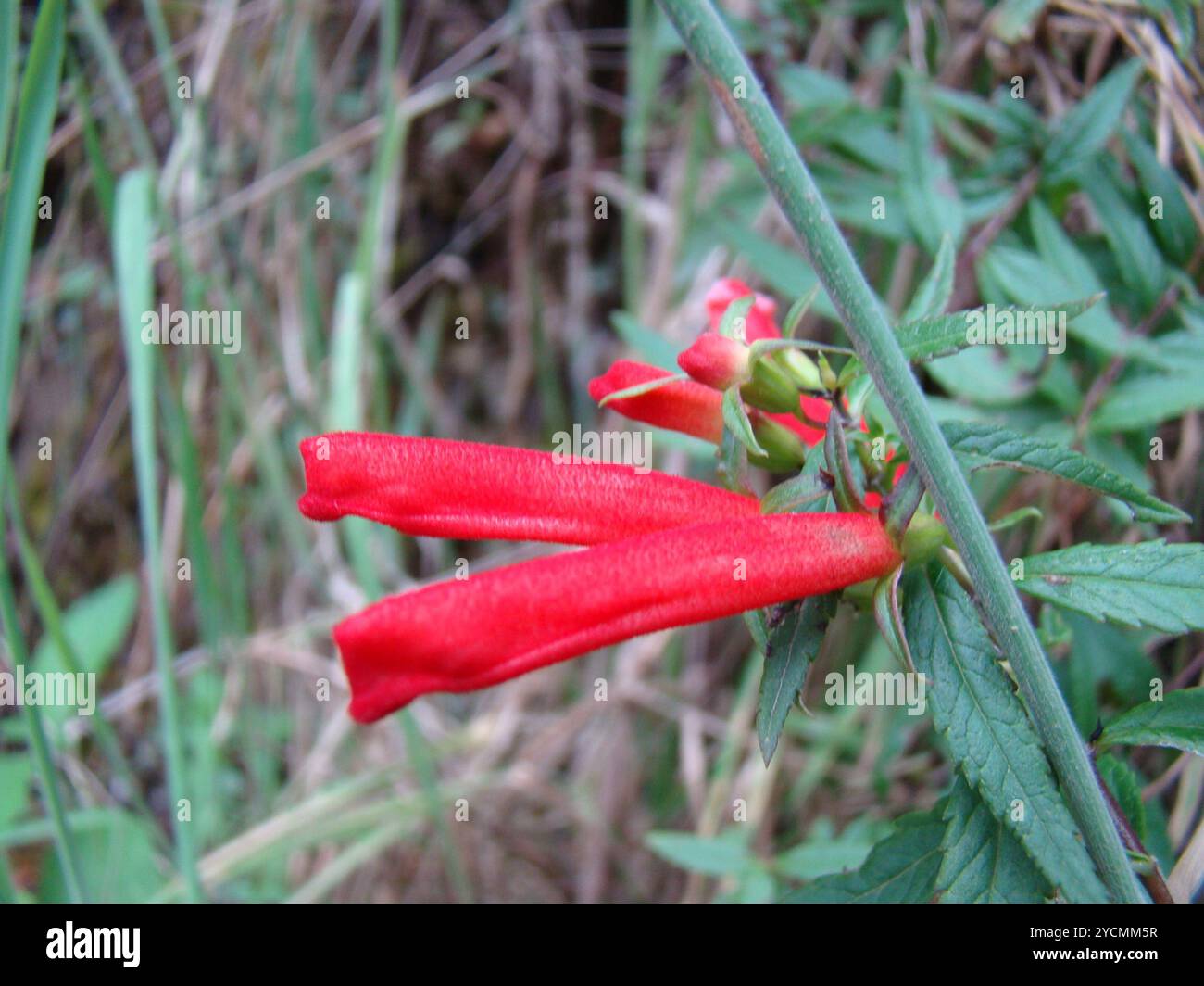 flowering plants (Angiospermae) Plantae Stock Photo - Alamy