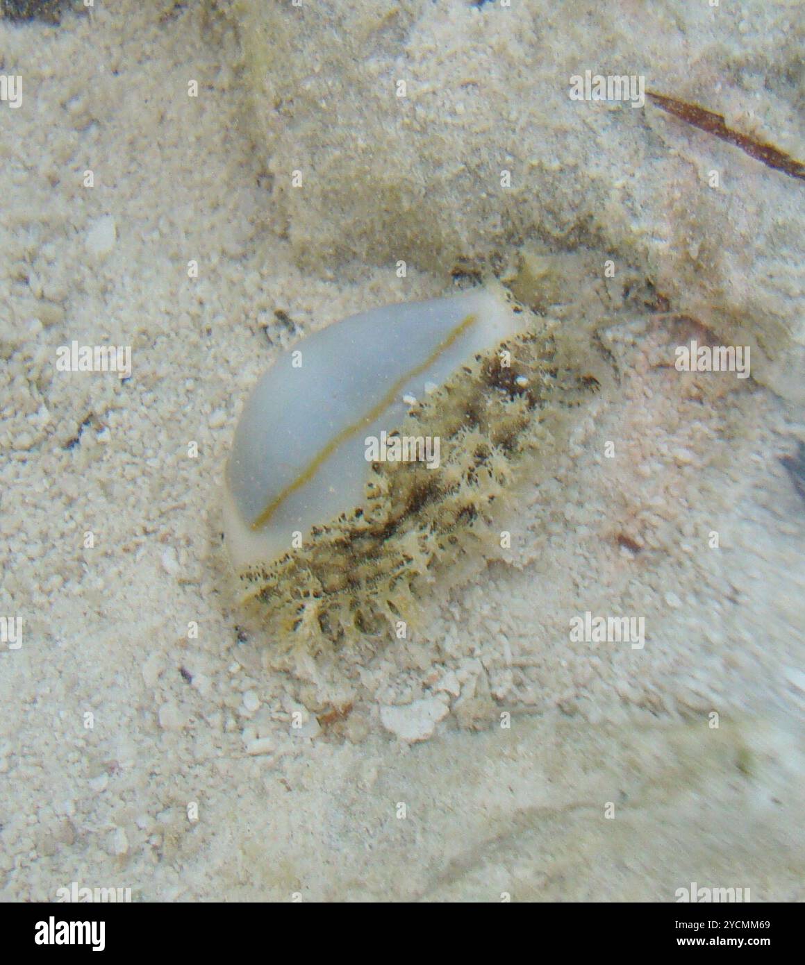Gold Ring Cowry (Monetaria annulus) Mollusca Stock Photo - Alamy