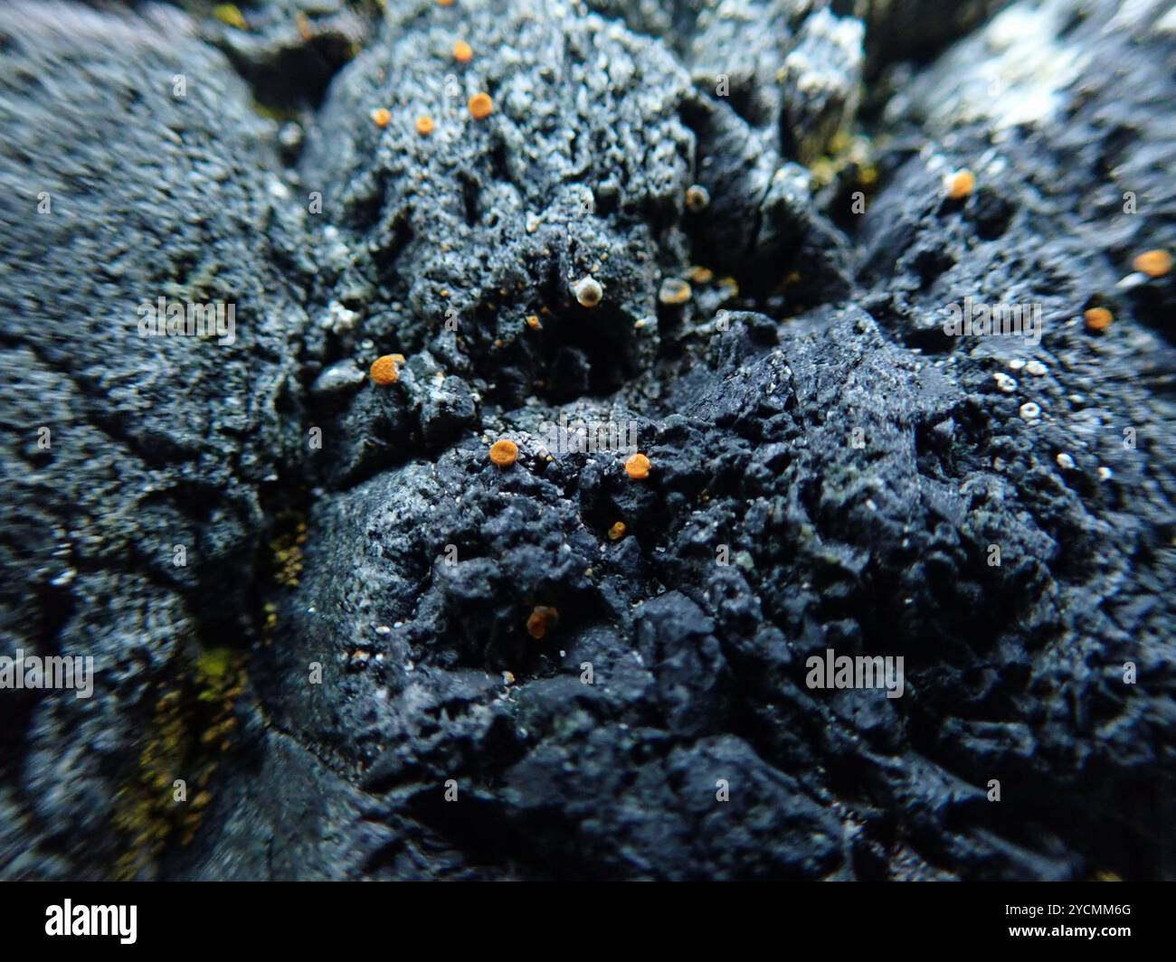 Polycauliona hi-res stock photography and images - Alamy