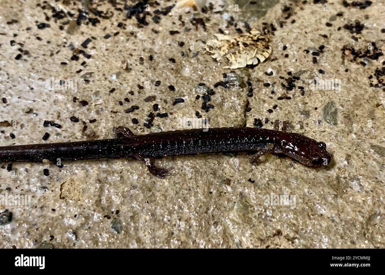 Blue-spotted Salamander (Ambystoma laterale) Amphibia Stock Photo - Alamy