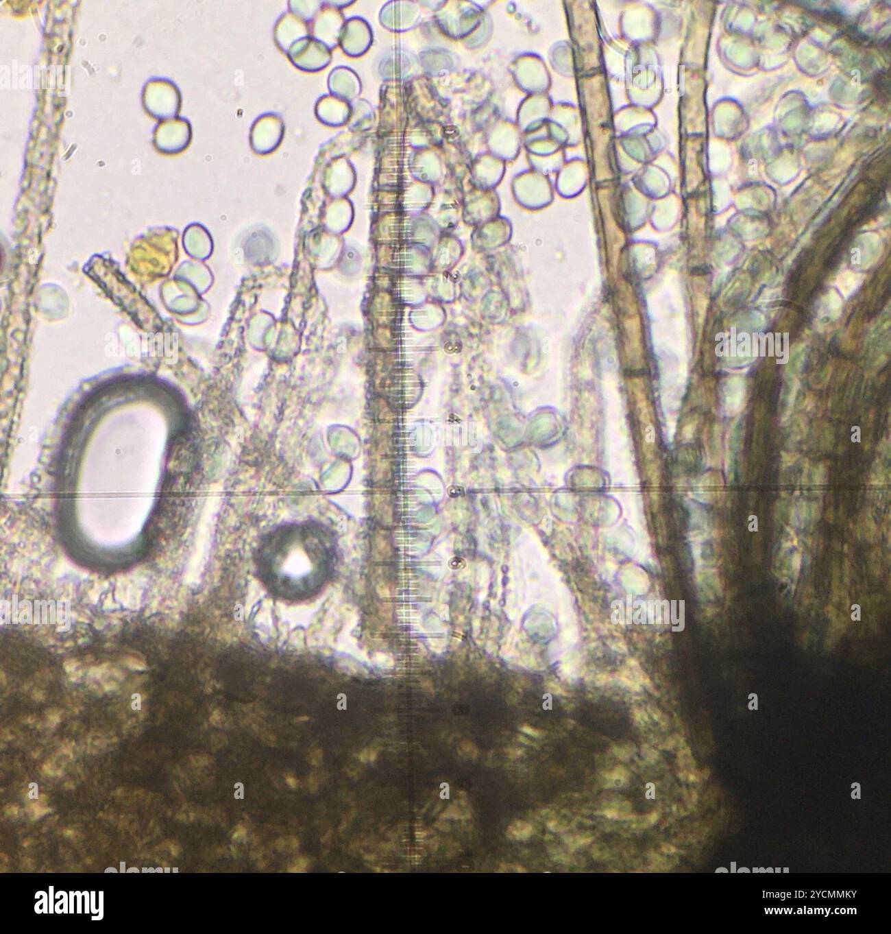Chaetomium hi-res stock photography and images - Alamy