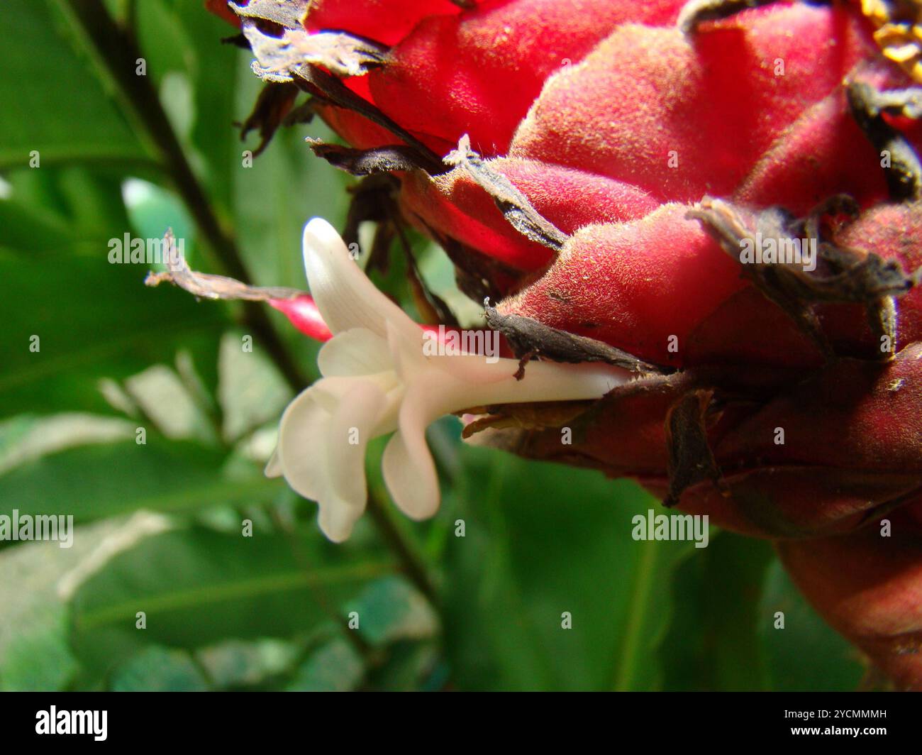 Red Ginger (Alpinia purpurata) Plantae Stock Photo - Alamy