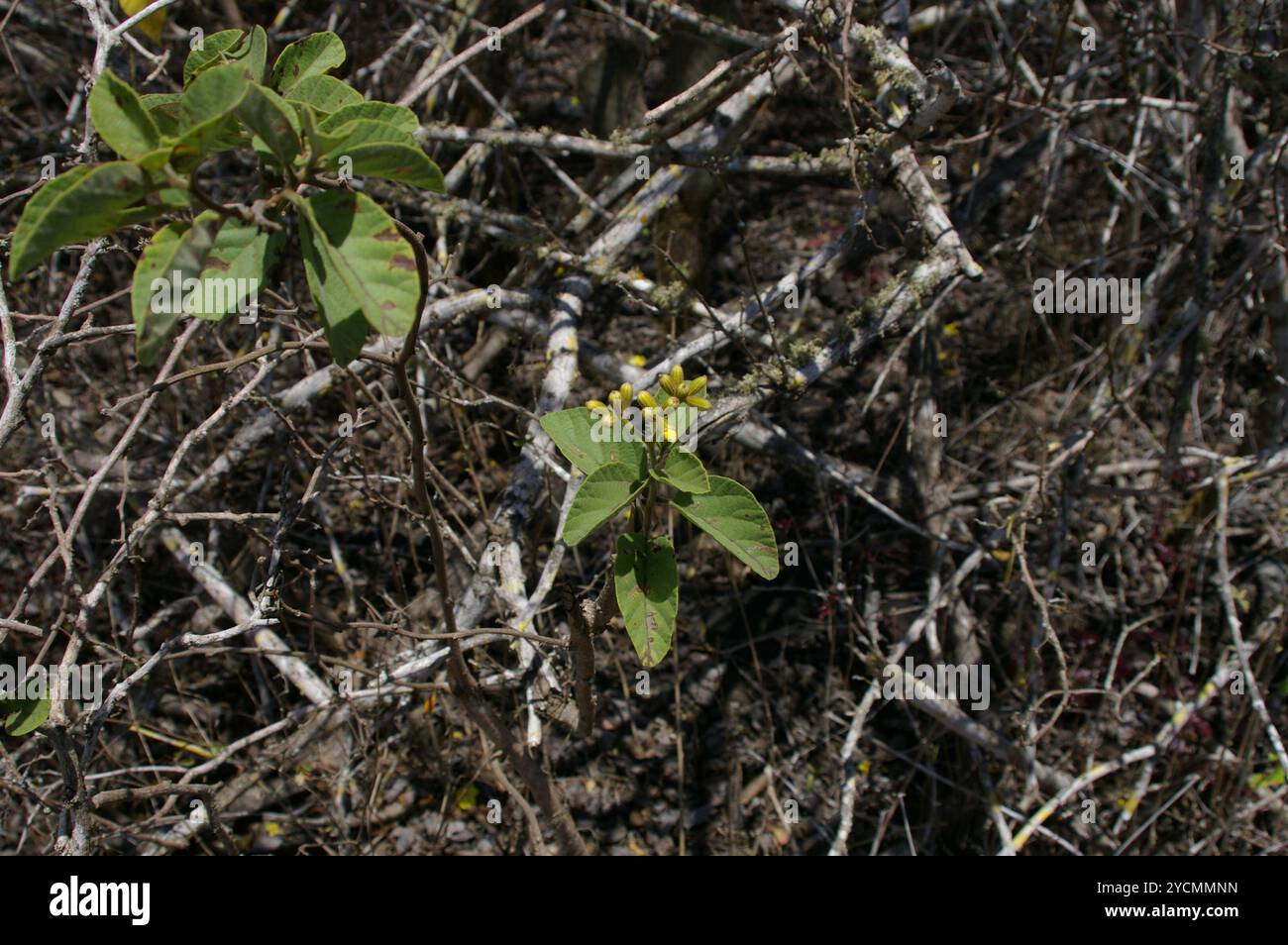 yellow geiger (Cordia lutea) Plantae Stock Photo - Alamy
