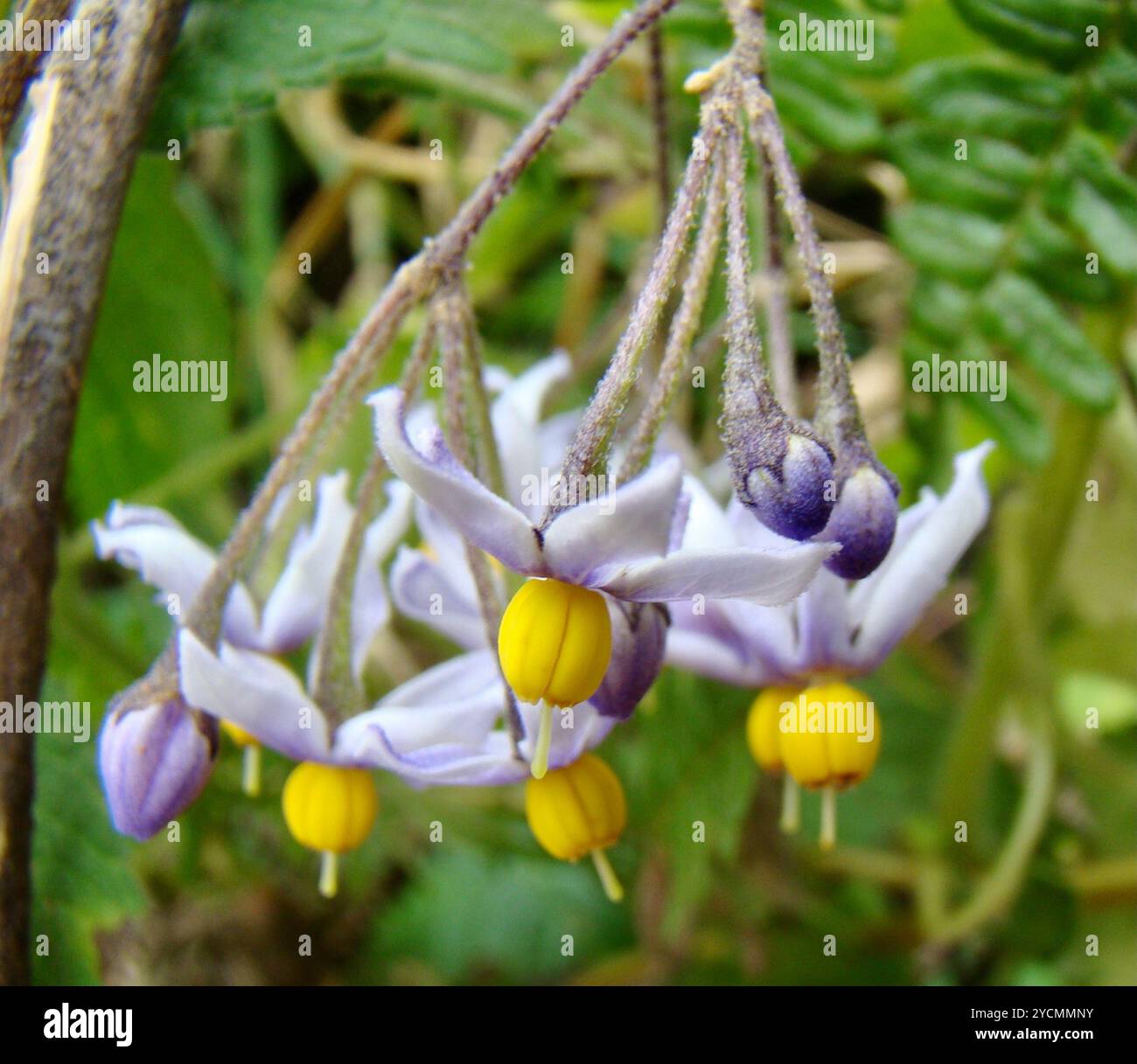 nightshades (Solanum) Plantae Stock Photo - Alamy