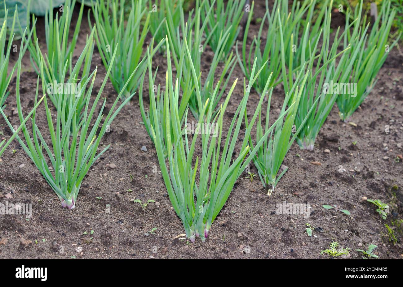 Close-up of the onion plantation in the vegetable garden Stock Photo ...