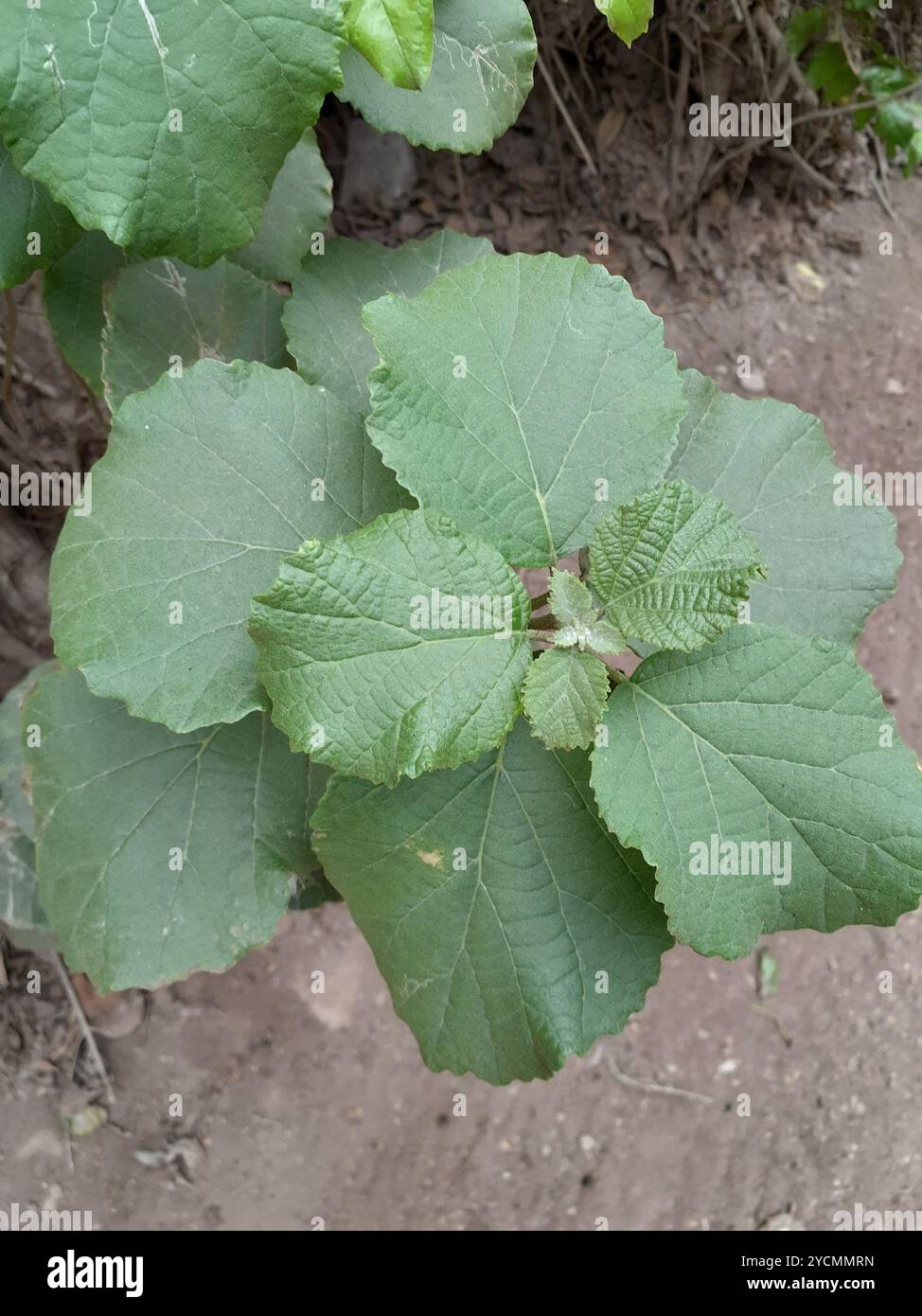 yellow geiger (Cordia lutea) Plantae Stock Photo - Alamy