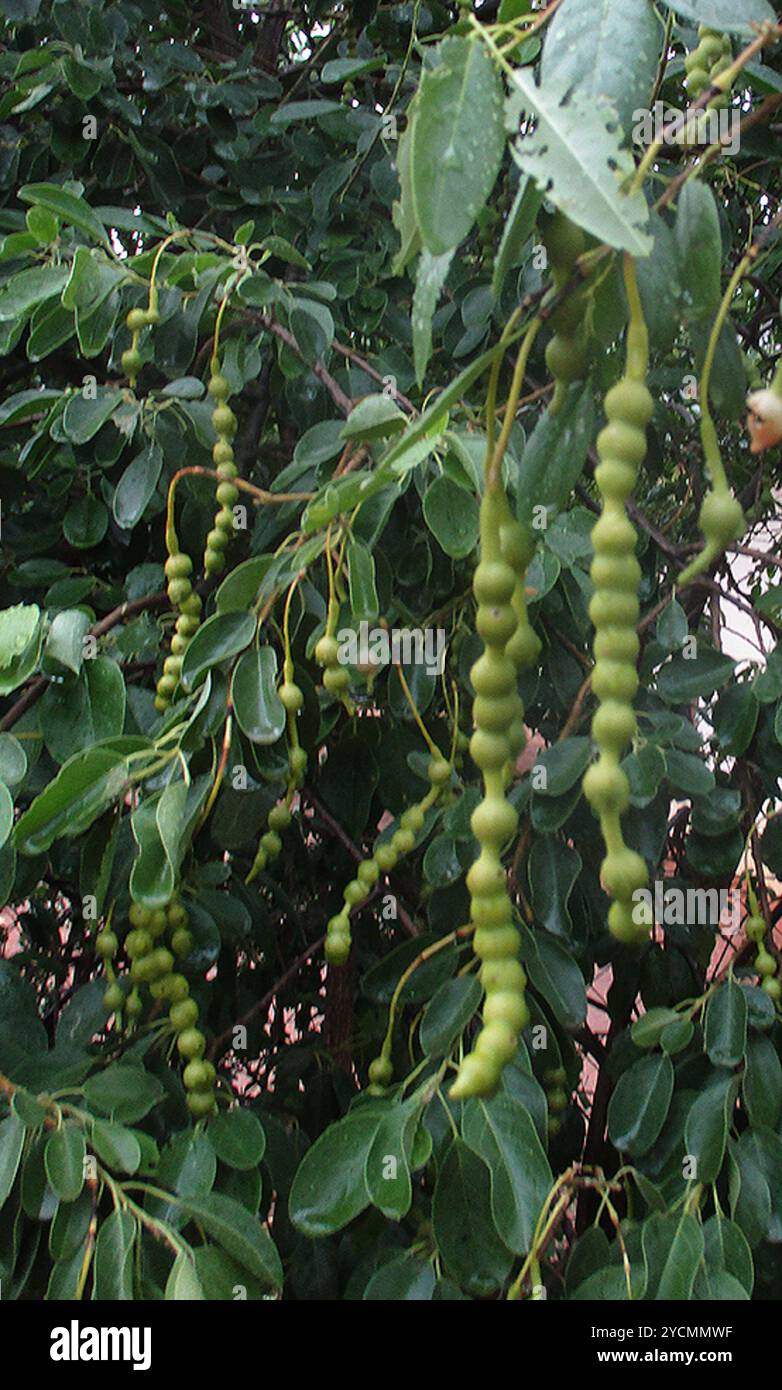 beadbean (Maerua angolensis) Plantae Stock Photo - Alamy