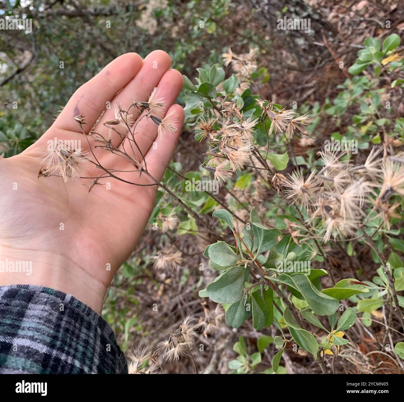 garberia (Garberia heterophylla) Plantae Stock Photo - Alamy