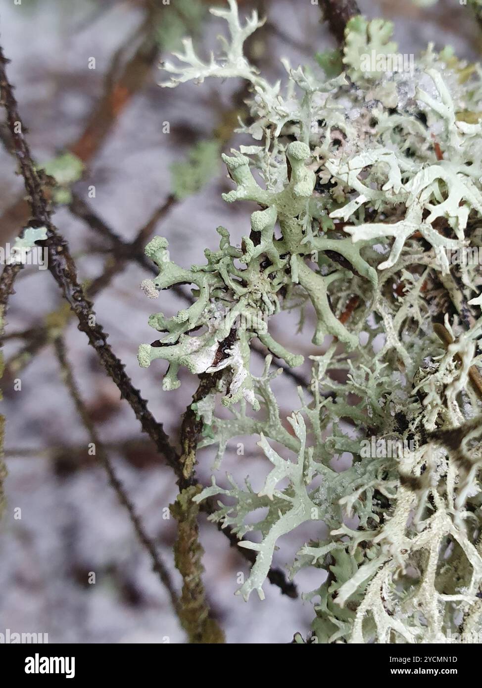 Powder-headed Tube Lichen (Hypogymnia tubulosa) Fungi Stock Photo - Alamy
