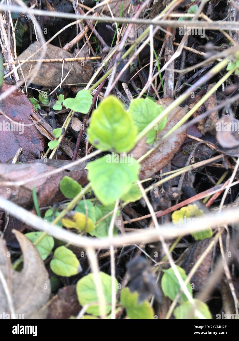 yerba buena (Clinopodium douglasii) Plantae Stock Photo - Alamy