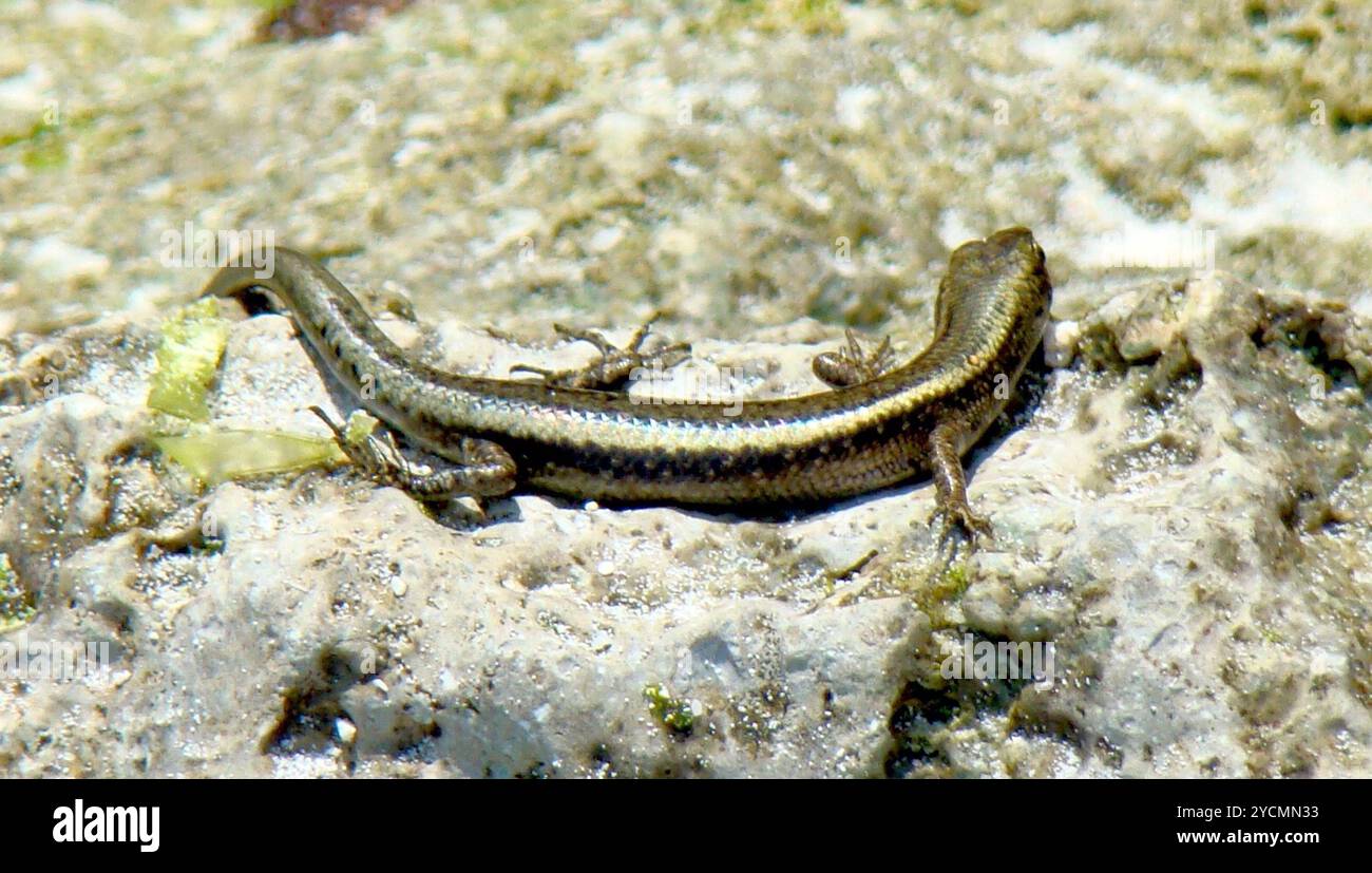 East-African Snake-eyed Skink (Cryptoblepharus africanus) Reptilia ...