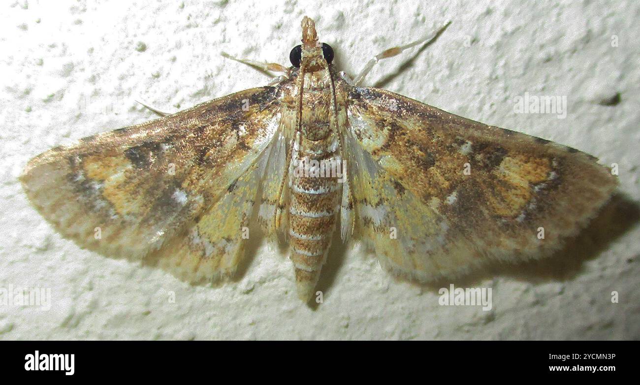 Water Hyacinth Moth (Niphograpta albiguttalis) Insecta Stock Photo - Alamy