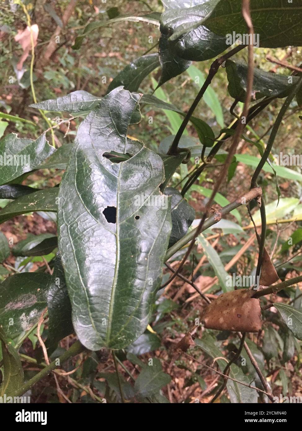 birdwing butterfly vine (Aristolochia praevenosa) Plantae Stock Photo ...