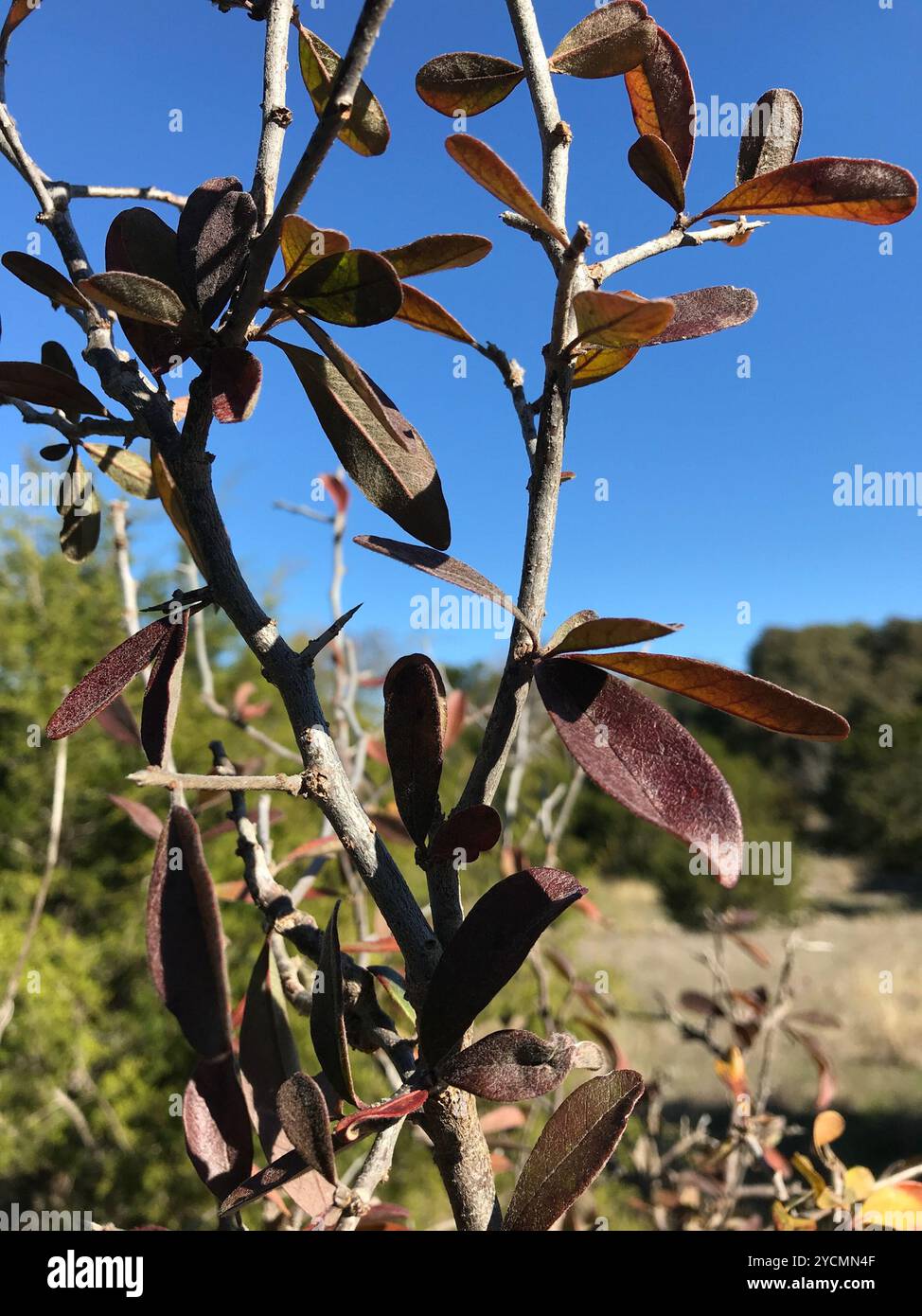 Gum bumelia (Sideroxylon lanuginosum) Plantae Stock Photo - Alamy