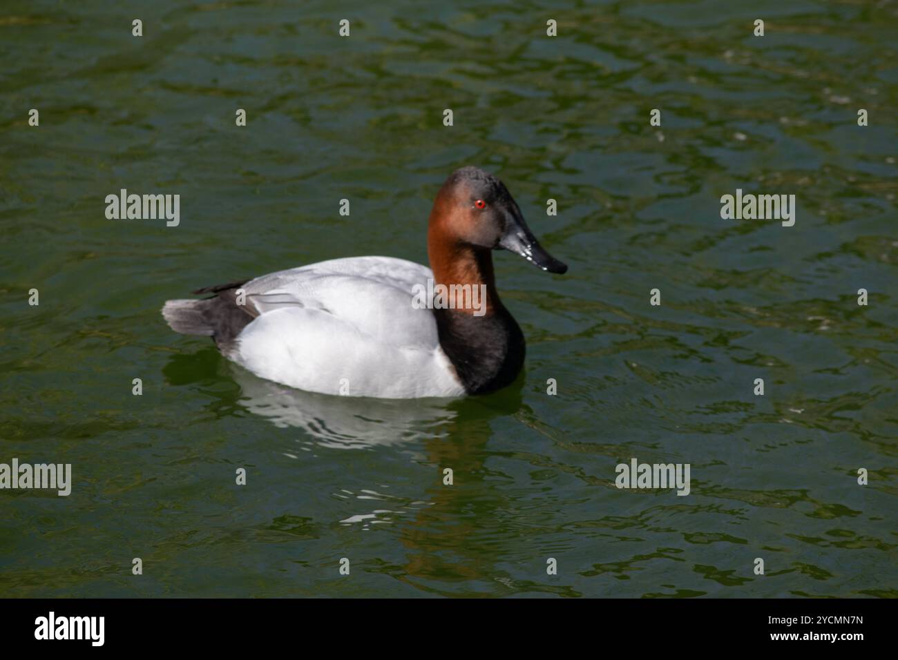 Drake canvasback duck hi-res stock photography and images - Alamy