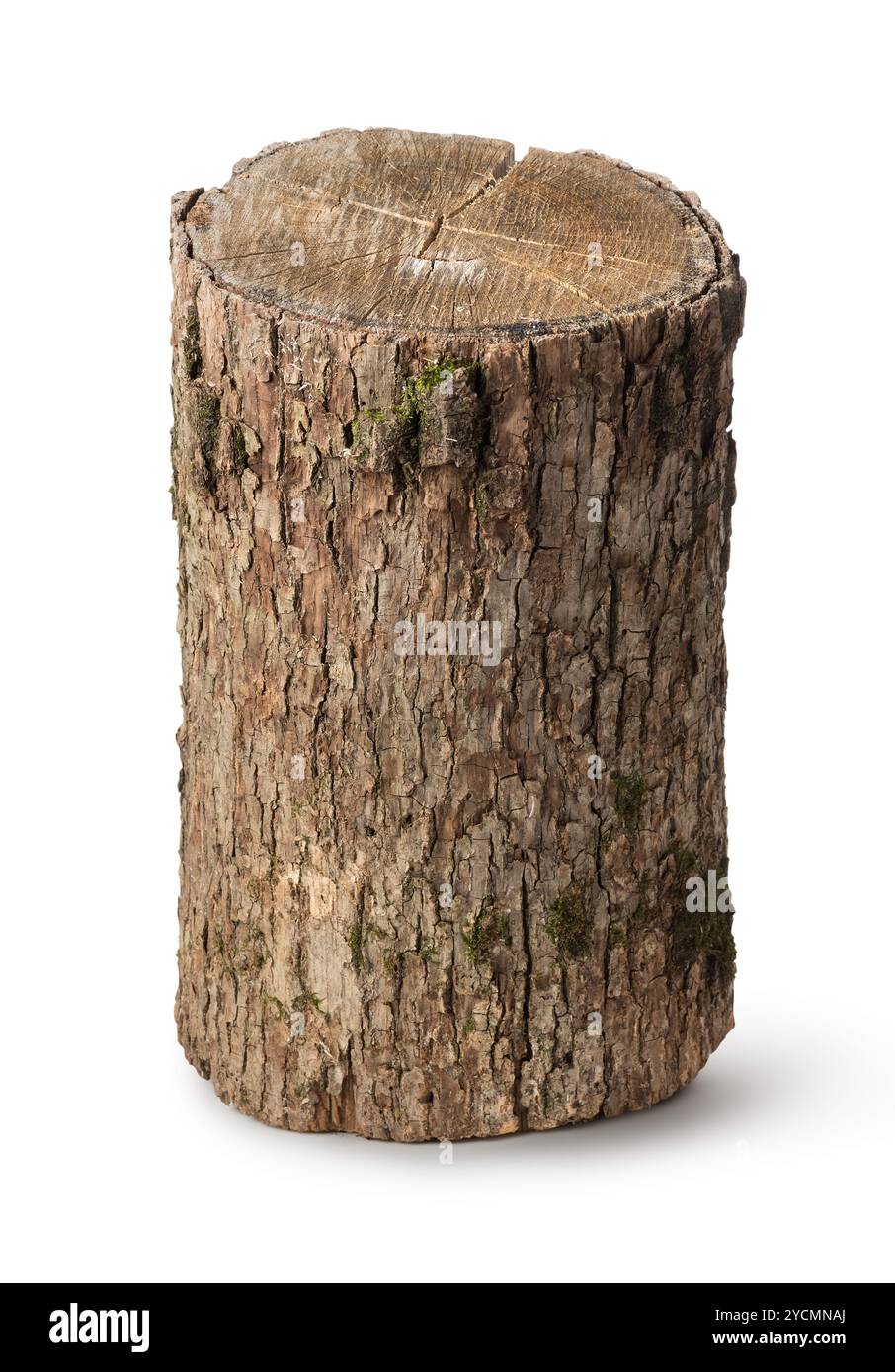 Stump plant hi-res stock photography and images - Alamy