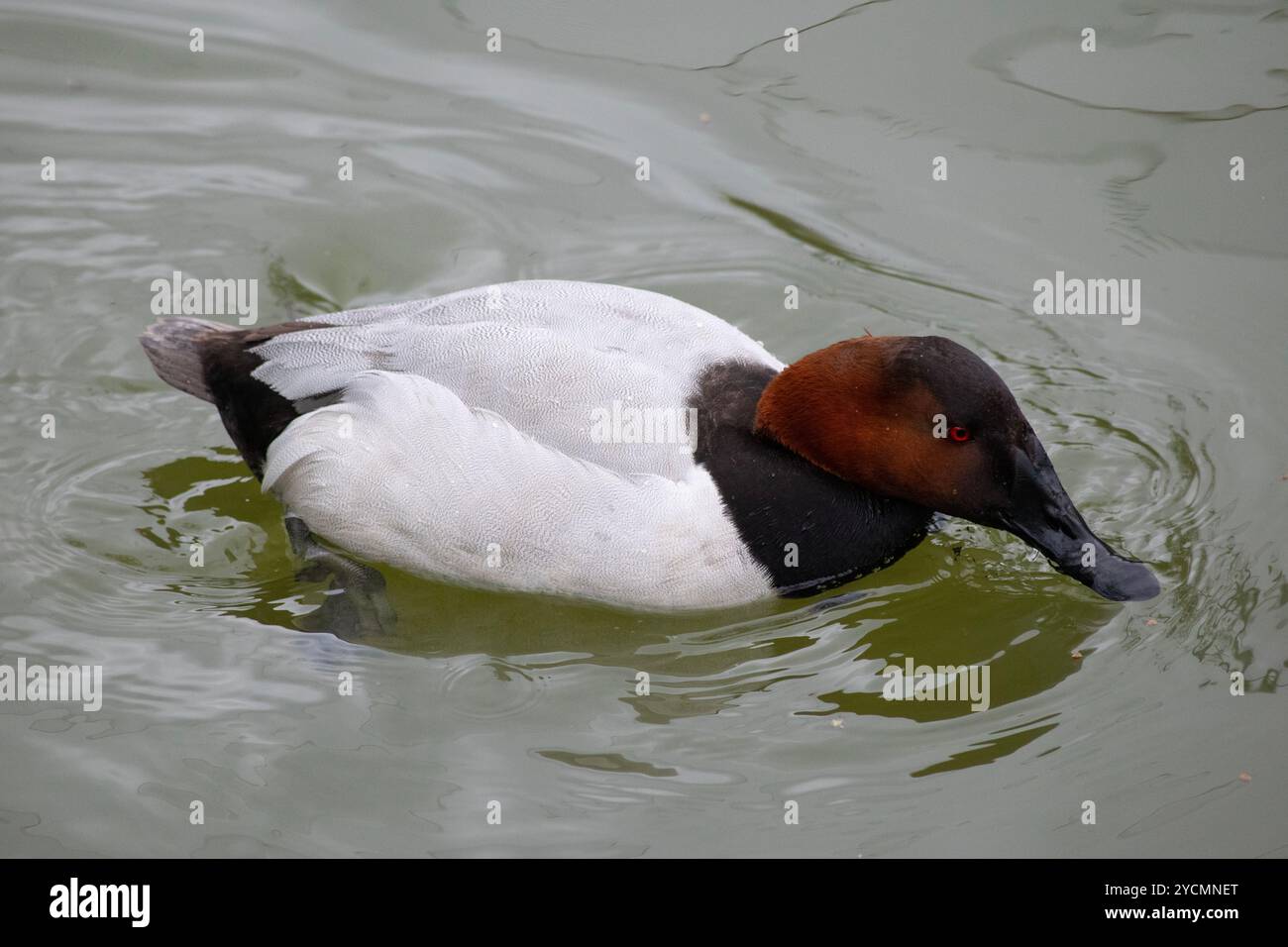 Drake canvasback duck hi-res stock photography and images - Alamy