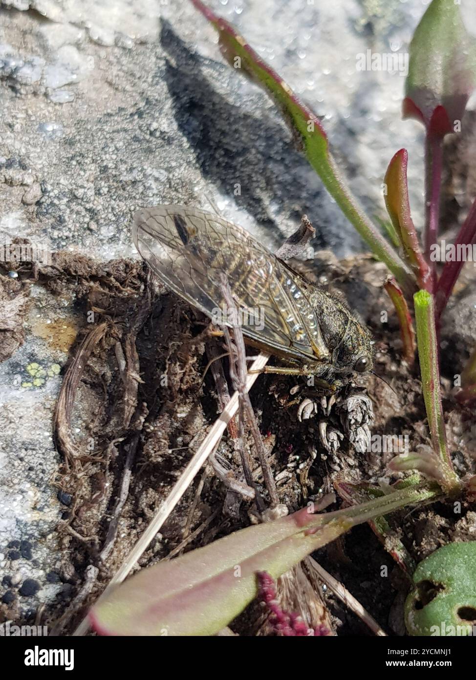 Black Cicadas (Maoricicada) Insecta Stock Photo - Alamy