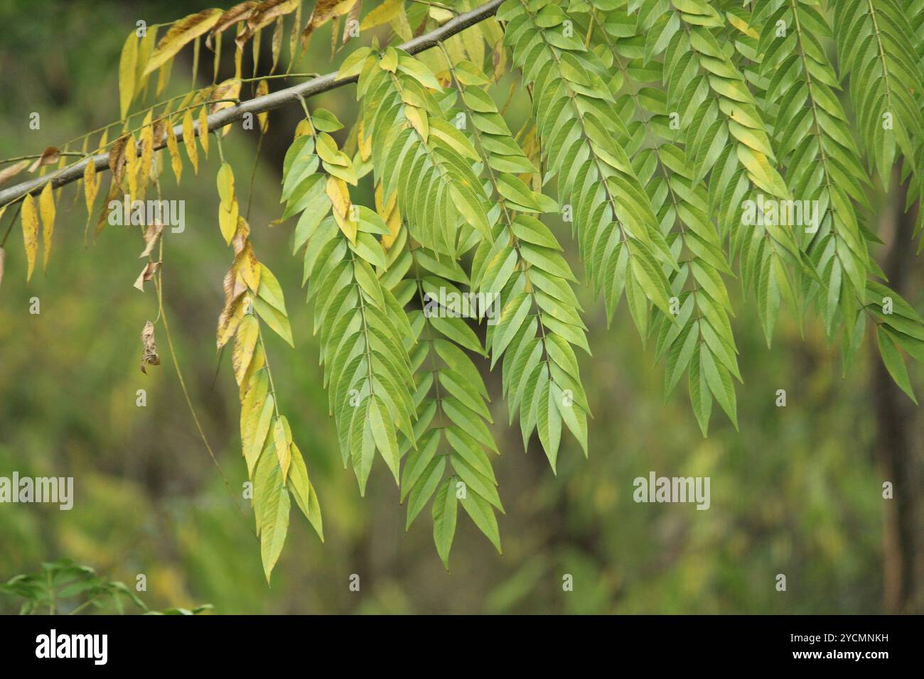 whitebark senna (Senna spectabilis) Plantae Stock Photo - Alamy