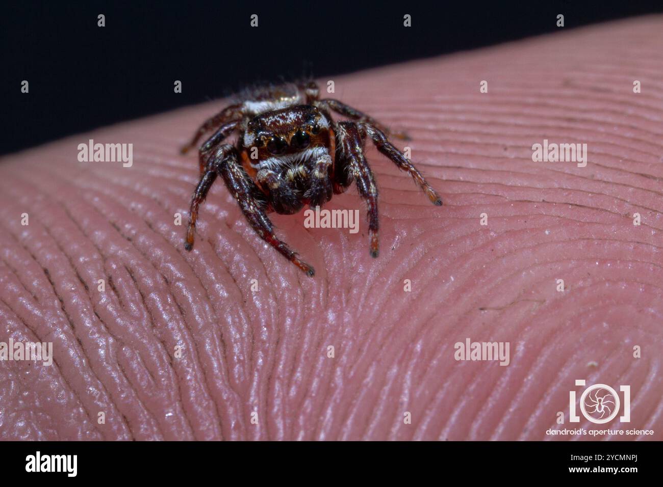 (Eris flava) Arachnida Stock Photo - Alamy