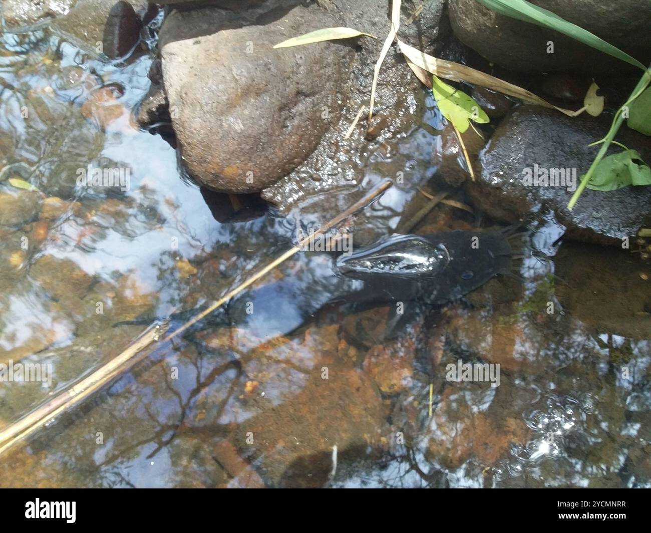 Freshwater Catfish (Tandanus tandanus) Actinopterygii Stock Photo - Alamy