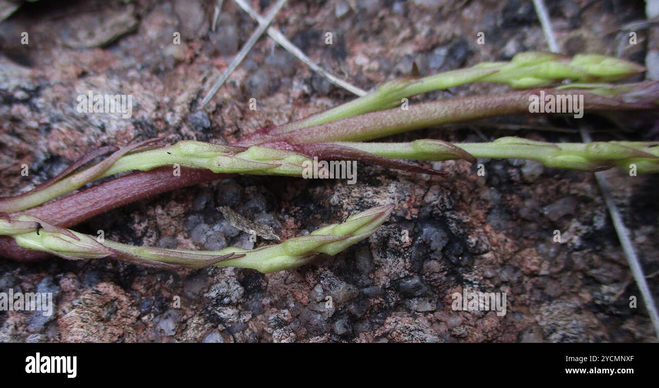 cowpea witchweed (Striga gesnerioides) Plantae Stock Photo - Alamy