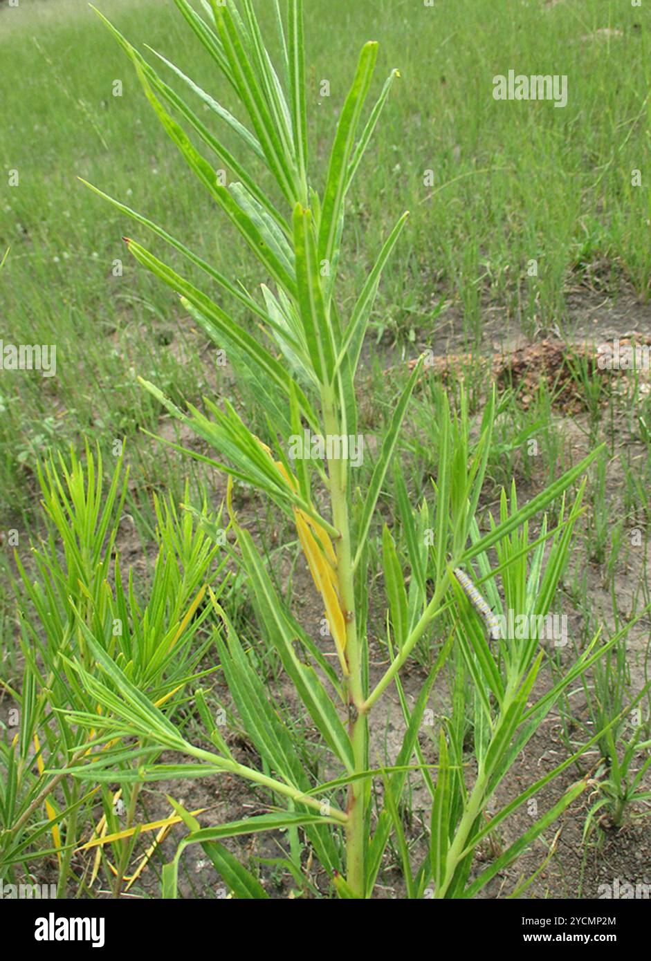 Narrow-leaf Cotton Bush (Gomphocarpus fruticosus) Plantae Stock Photo ...