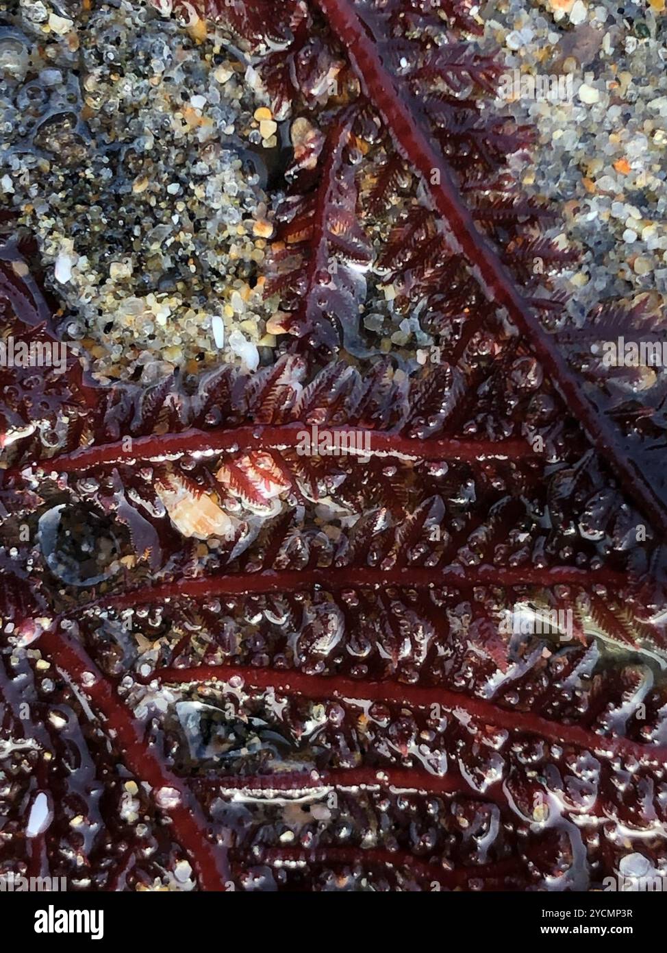 Southern Sea Fern (Ptilota filicina) Plantae Stock Photo - Alamy