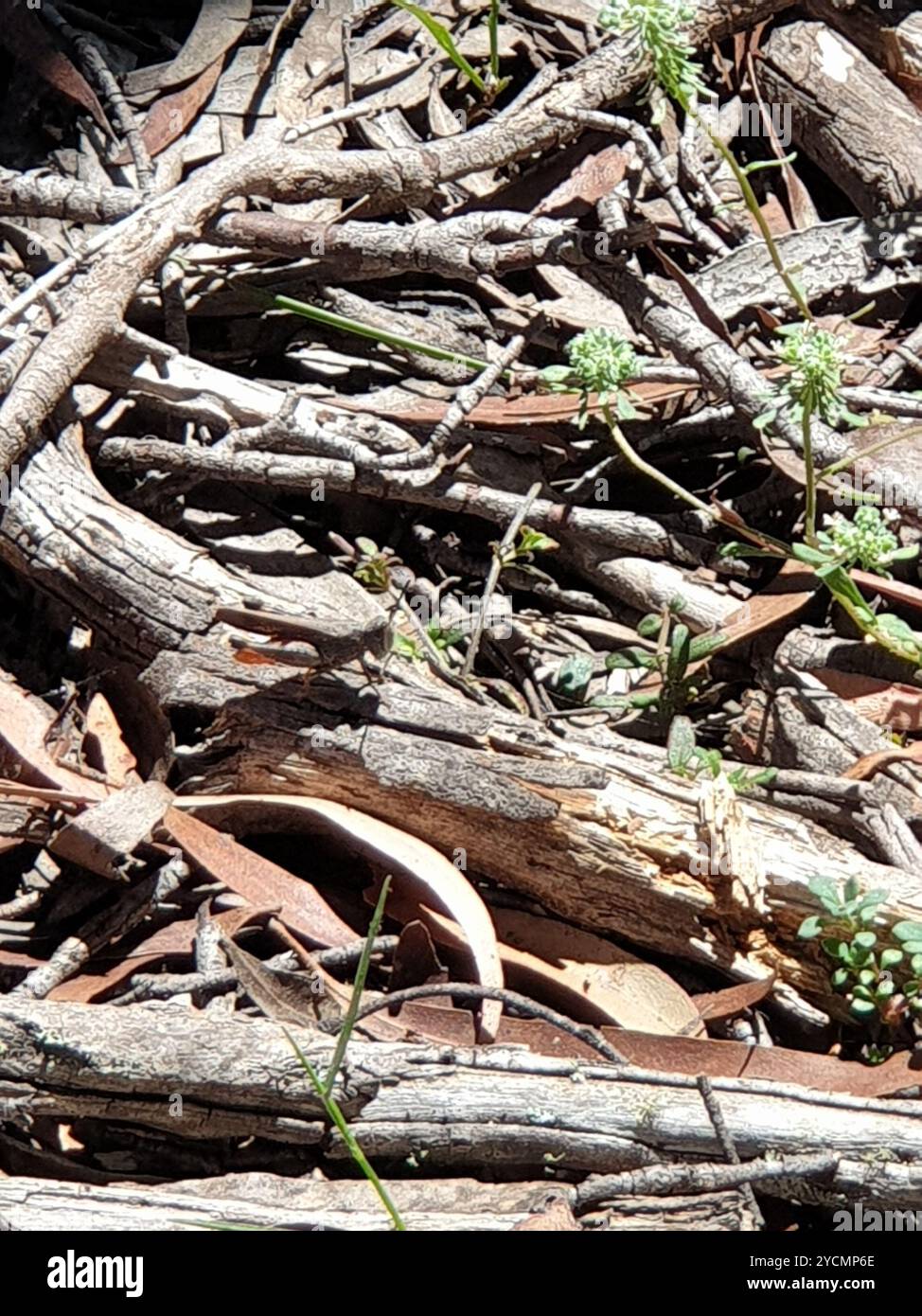 Wingless Grasshopper (Phaulacridium vittatum) Insecta Stock Photo - Alamy
