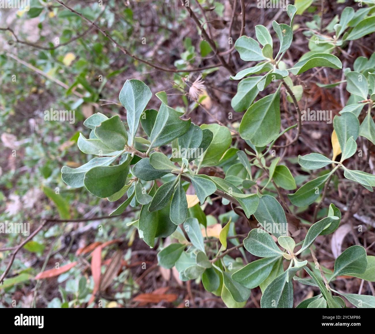 Garberia heterophylla hi-res stock photography and images - Alamy