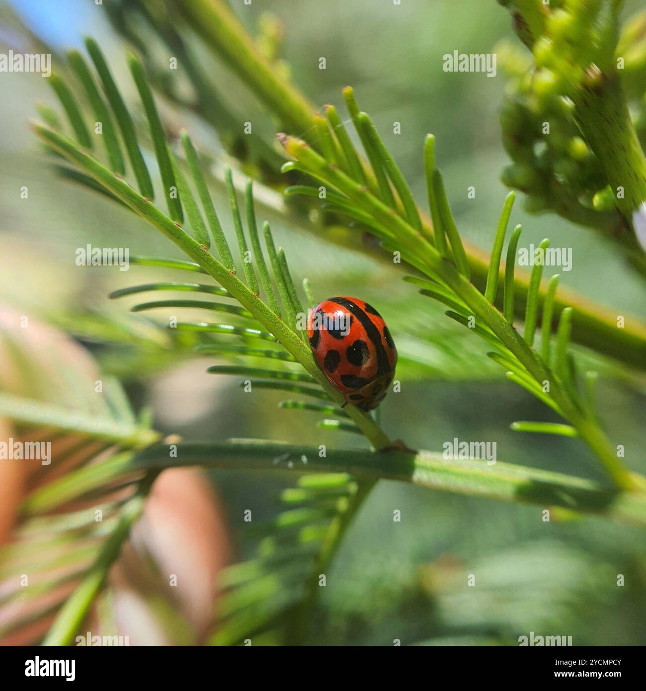 (Peltoschema oceanicum) Insecta Stock Photo - Alamy