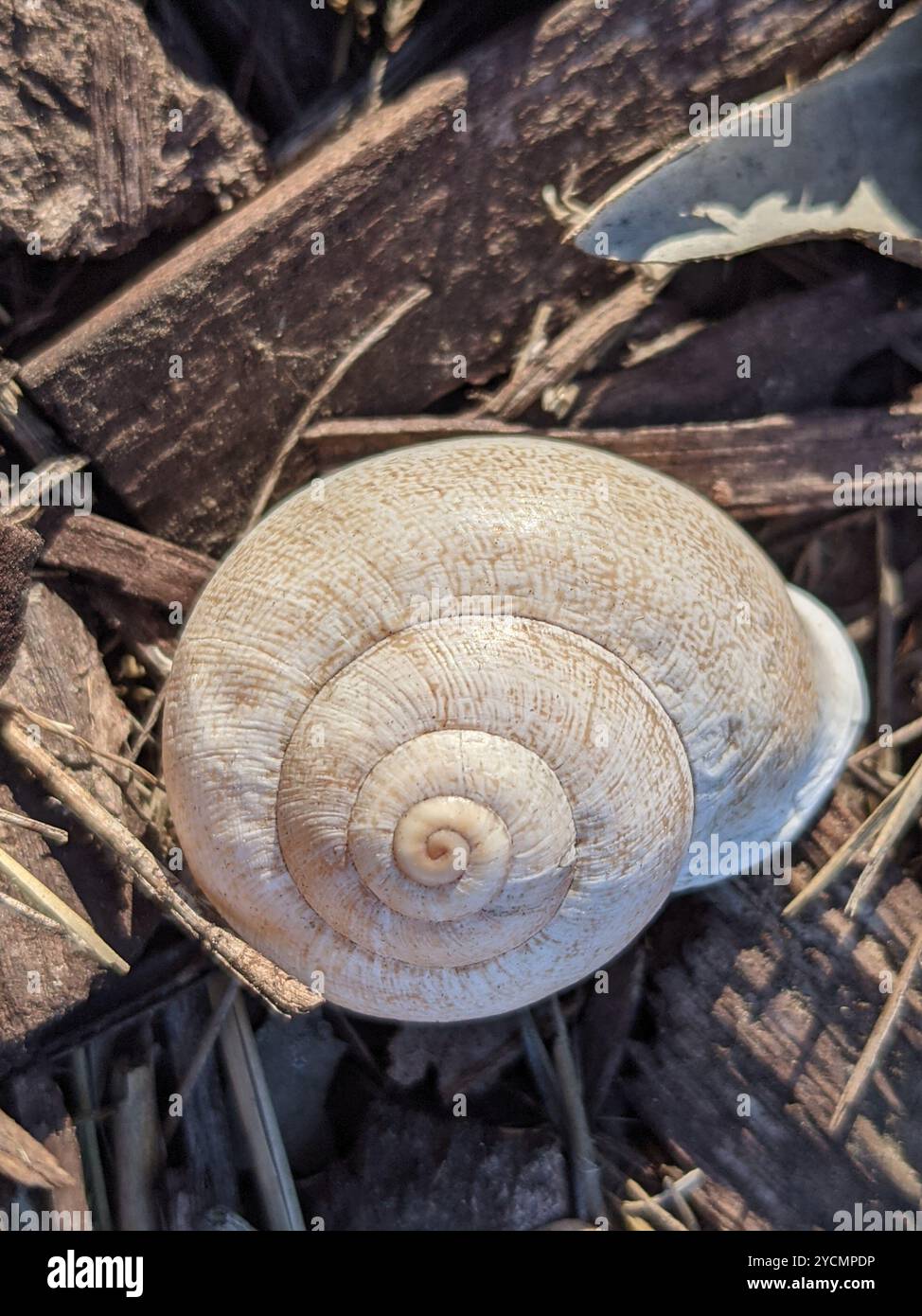 Milk Snail (Otala lactea) Mollusca Stock Photo - Alamy