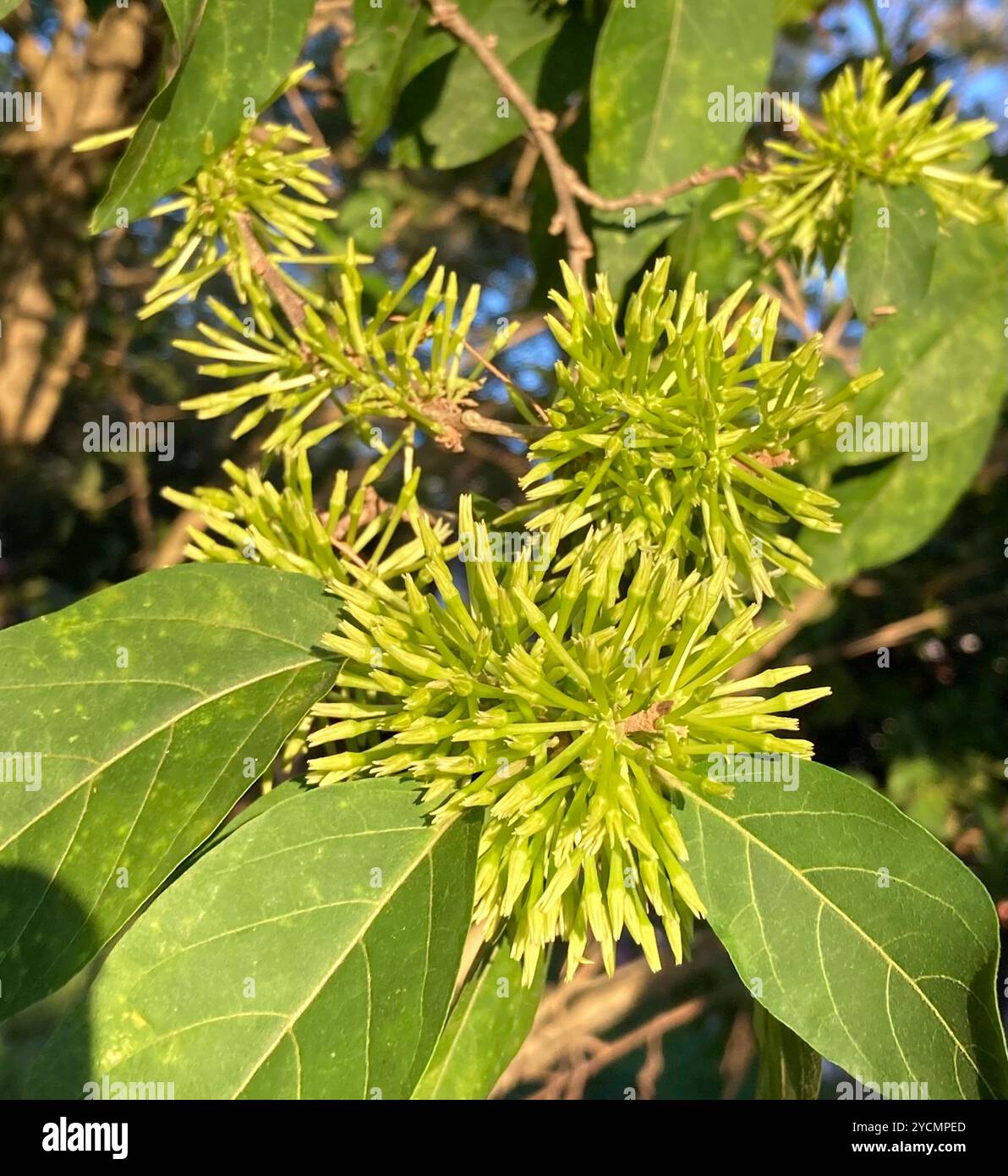 Night jessamine cestrum nocturnum hi-res stock photography and images ...