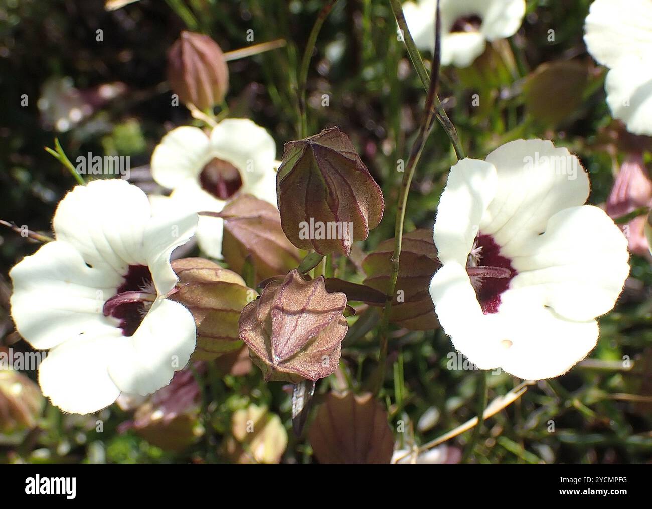 Witches Foxglove (Melasma scabrum scabrum) Plantae Stock Photo - Alamy