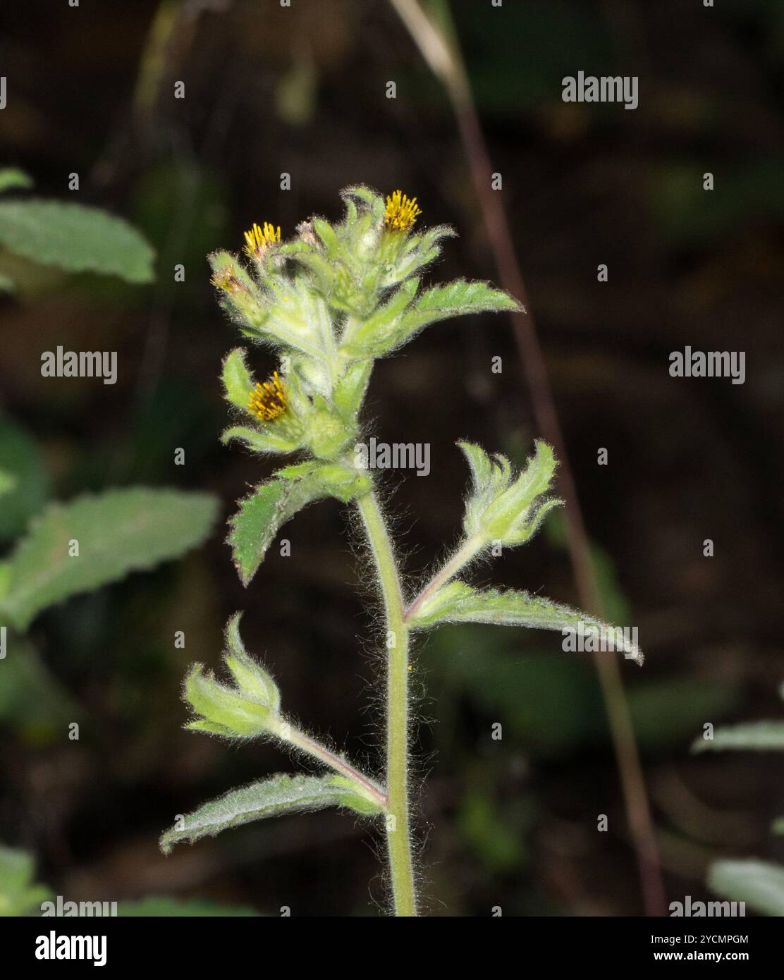 (Blumea belangeriana) Plantae Stock Photo - Alamy