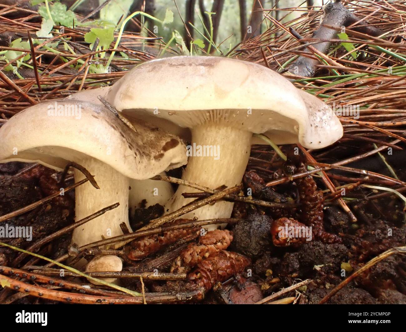 Cloudy Clitocybe (Clitocybe nebularis) Fungi Stock Photo - Alamy