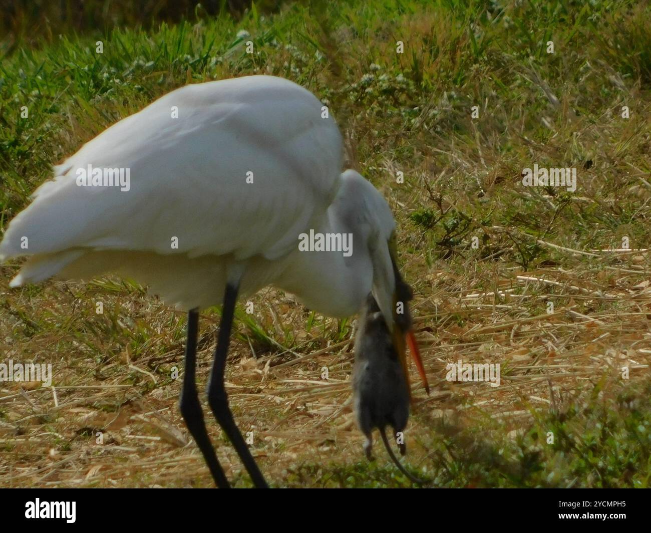 Hispid Cotton Rat (Sigmodon hispidus) Mammalia Stock Photo - Alamy