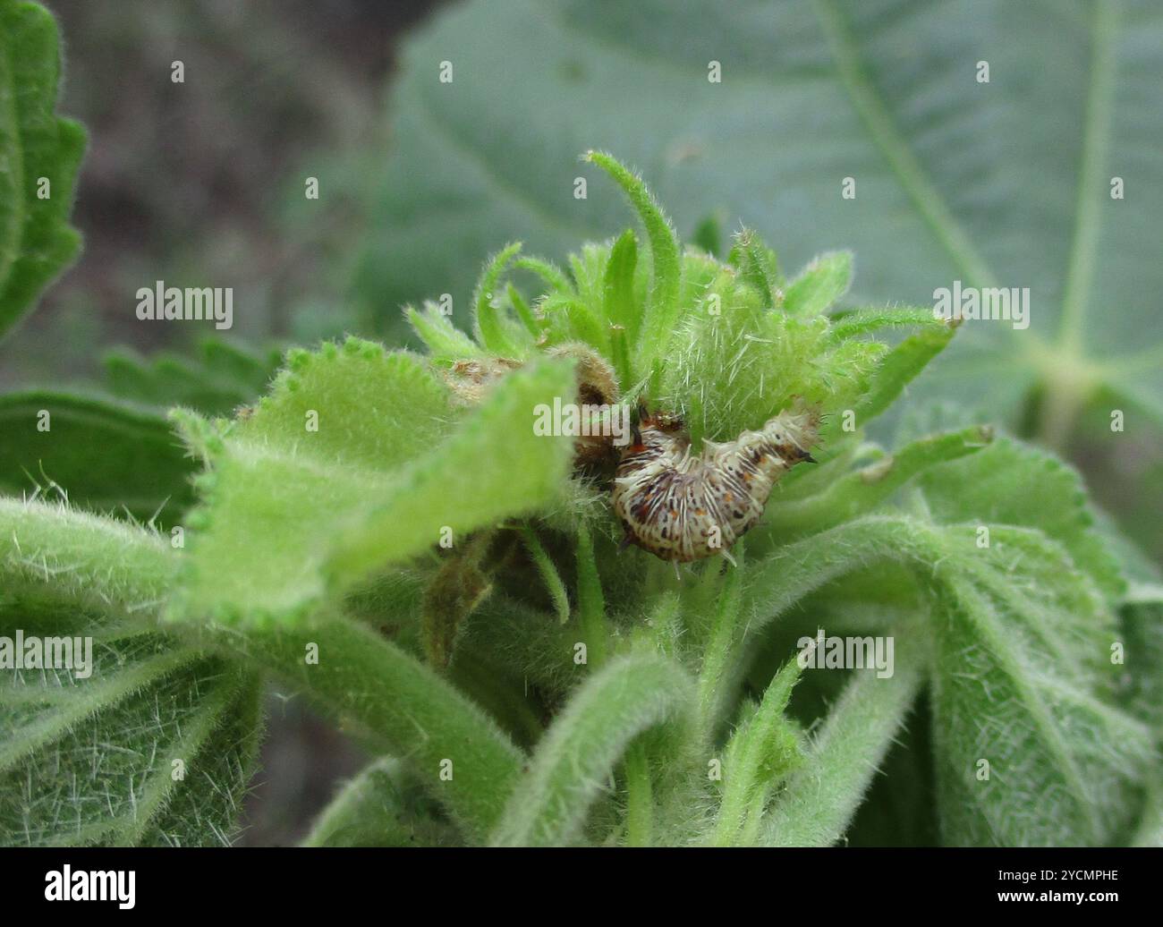 Spiny Bollworm (Earias biplaga) Insecta Stock Photo - Alamy
