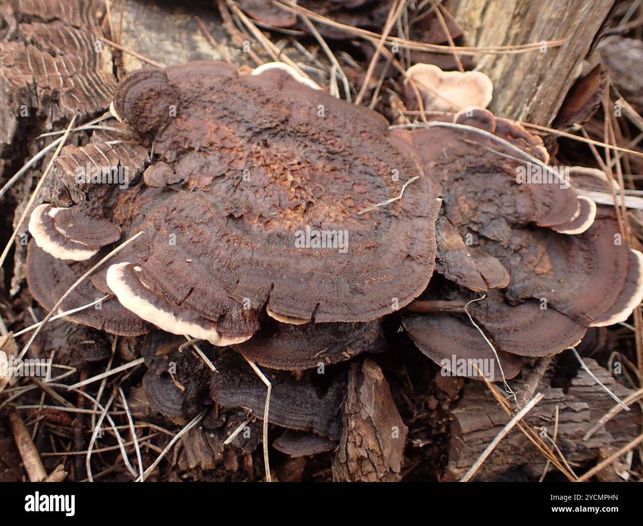 (Ganoderma applanatum) Fungi Stock Photo - Alamy