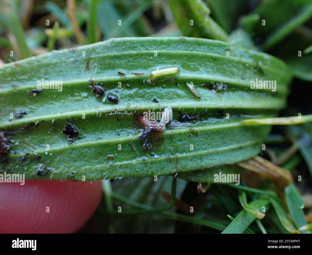 ribwort plantain (Plantago lanceolata) Plantae Stock Photo - Alamy