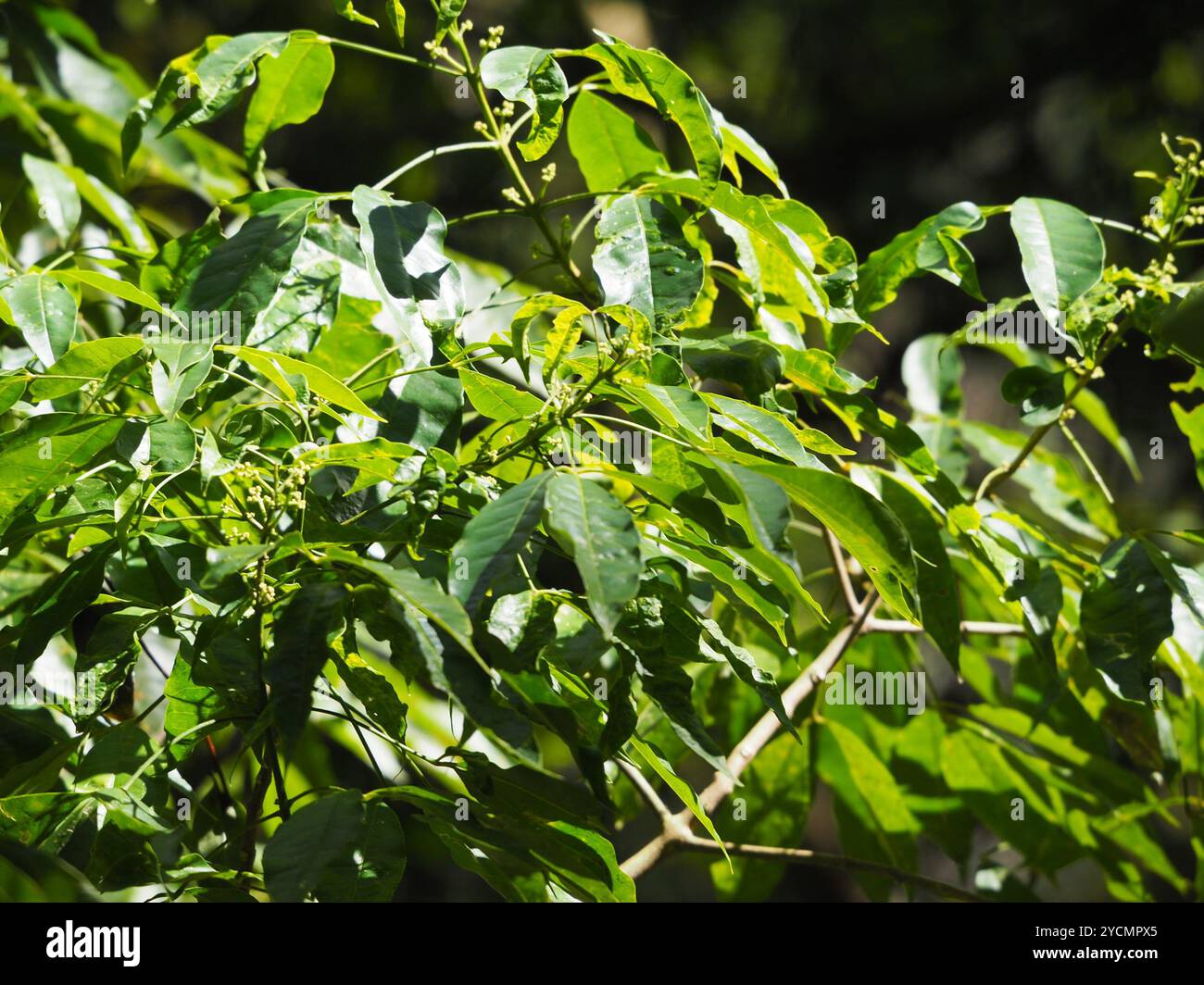 Thin-Evodia (Melicope pteleifolia) Plantae Stock Photo - Alamy