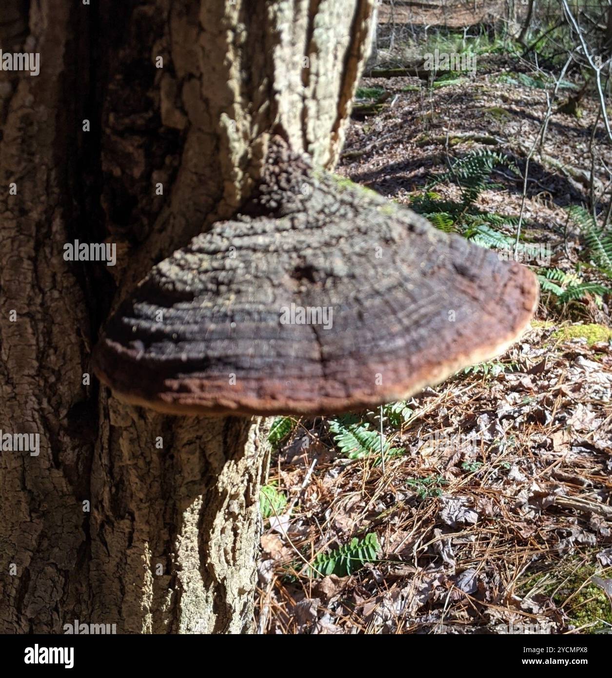artist's bracket (Ganoderma applanatum) Fungi Stock Photo - Alamy