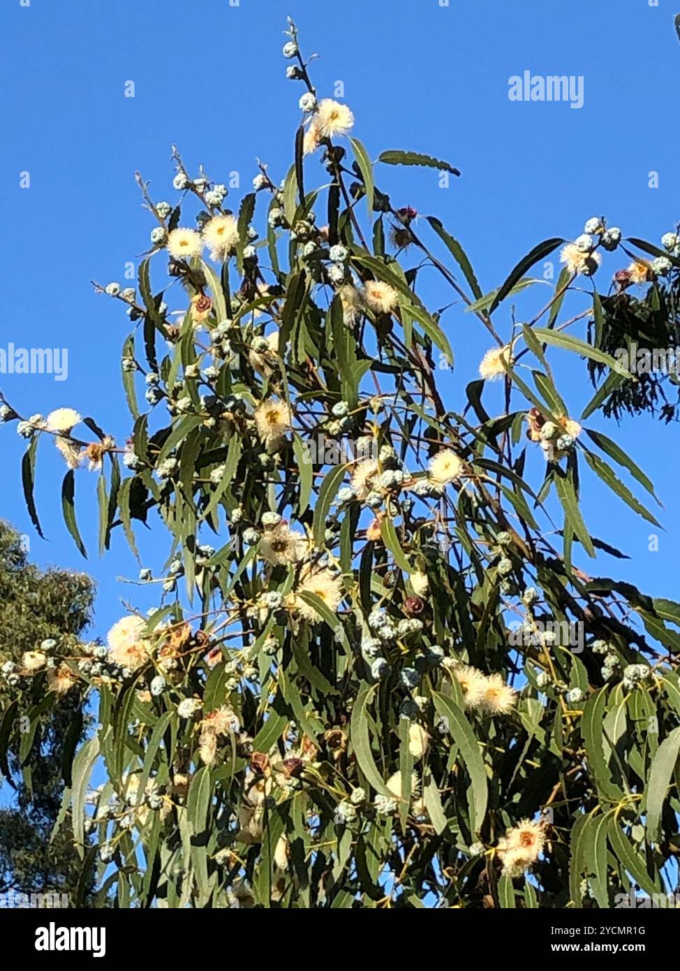 Tasmanian blue gum (Eucalyptus globulus) Plantae Stock Photo - Alamy