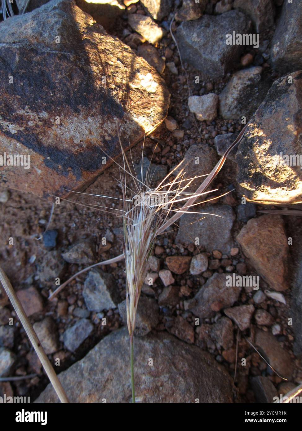 Cat's-Tail Three-Awned Grass (Aristida congesta congesta) Plantae Stock ...